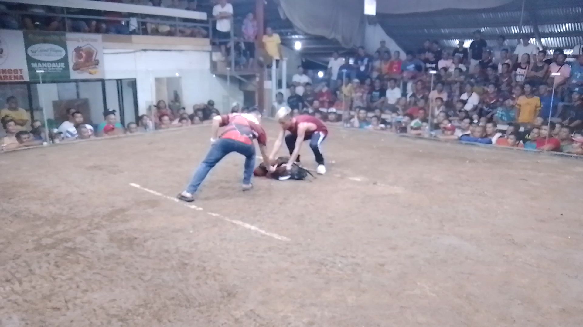 2 cock derby@ agsungot cockpit arena champion - BiliBili