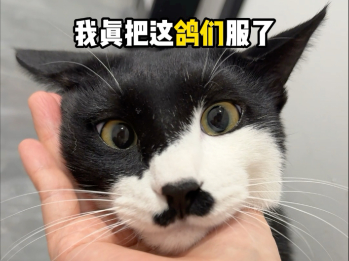 Rare early footage of cats taming a water fountain surfaces! - BiliBili