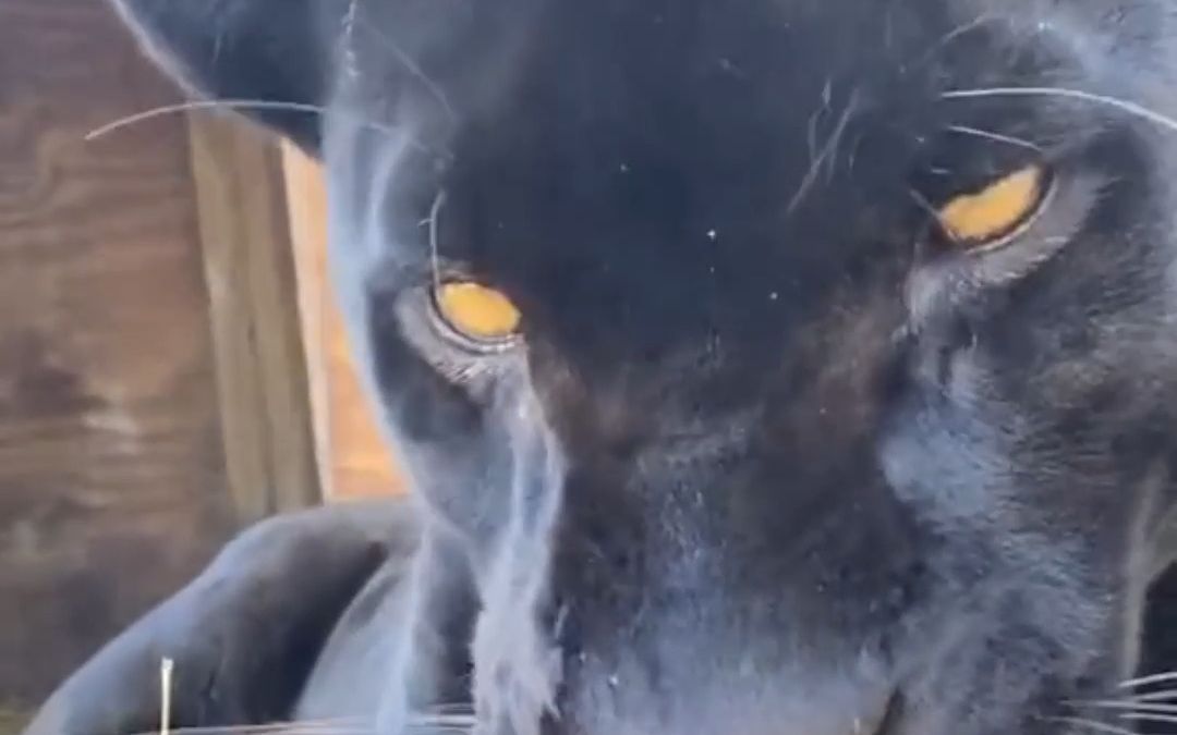 Leopard: These hands are so soft! - BiliBili