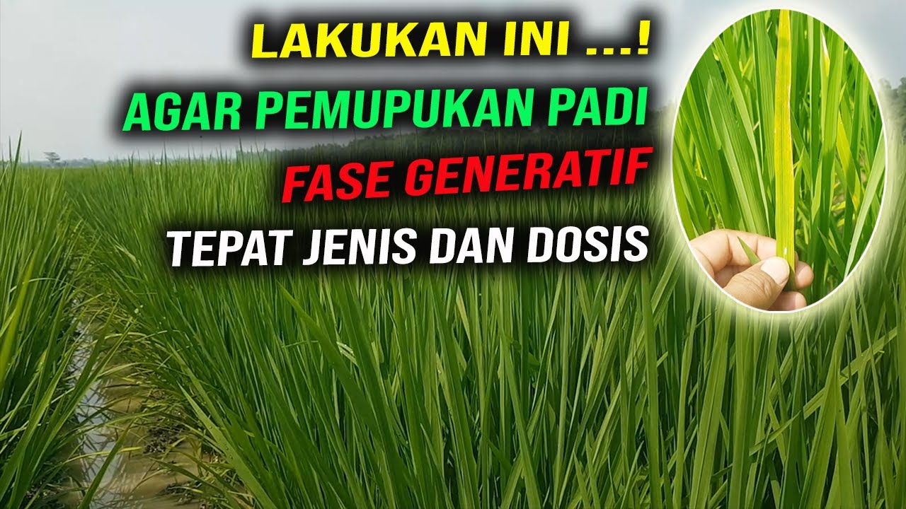 BEGINI📌 Agar Jenis Pupuk Padi Fase Generatif Bisa Tepat - BiliBili