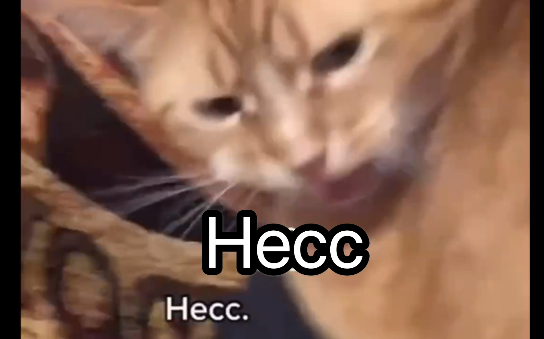 Kute and His Kettle, Hahaha Hahaha Hahaha (Cat Looks Confused) - BiliBili