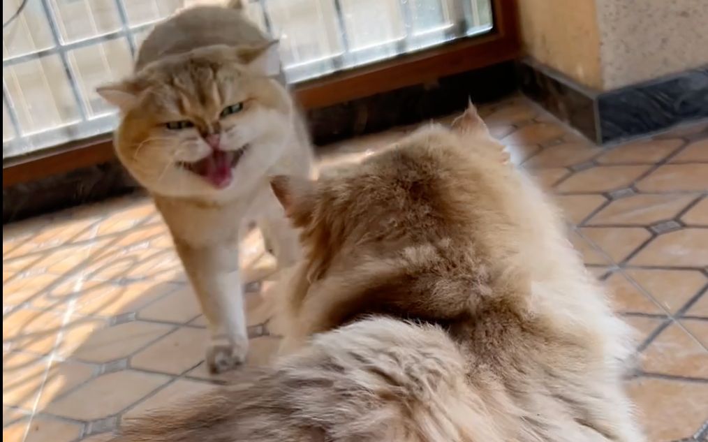 New and veteran stud cats meet at the cattery, and the scene quickly ...