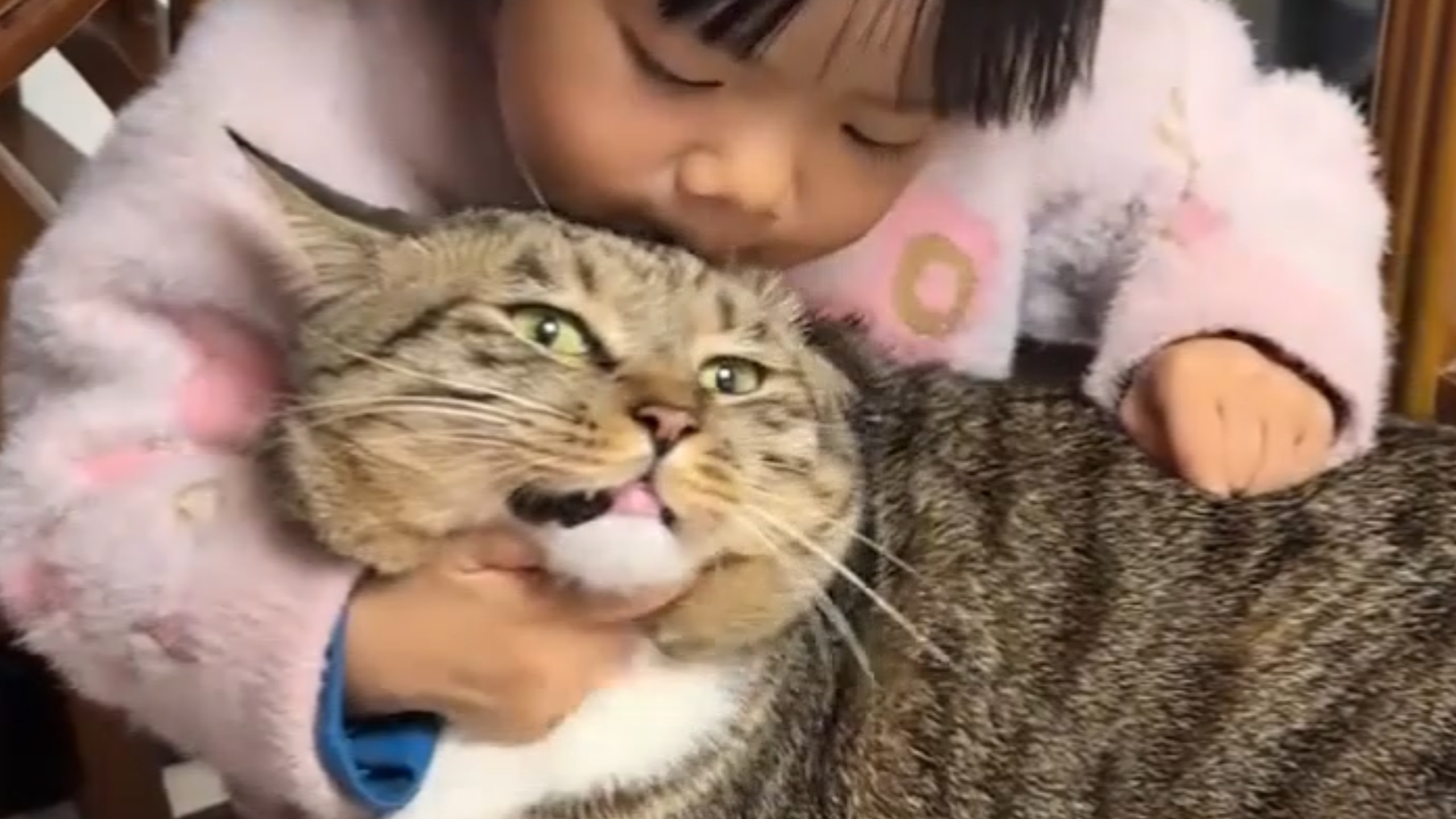 Cat: Your kid’s being pretty disrespectful to me! - BiliBili