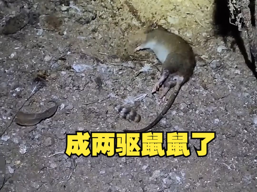 Turn Them Into 2WD Little Mice! - BiliBili