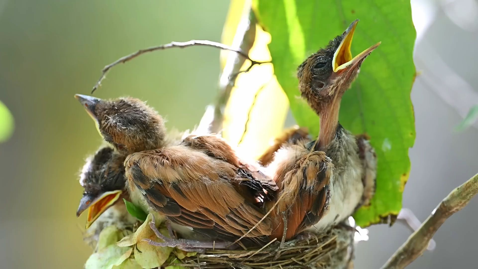 birds documentary - BiliBili
