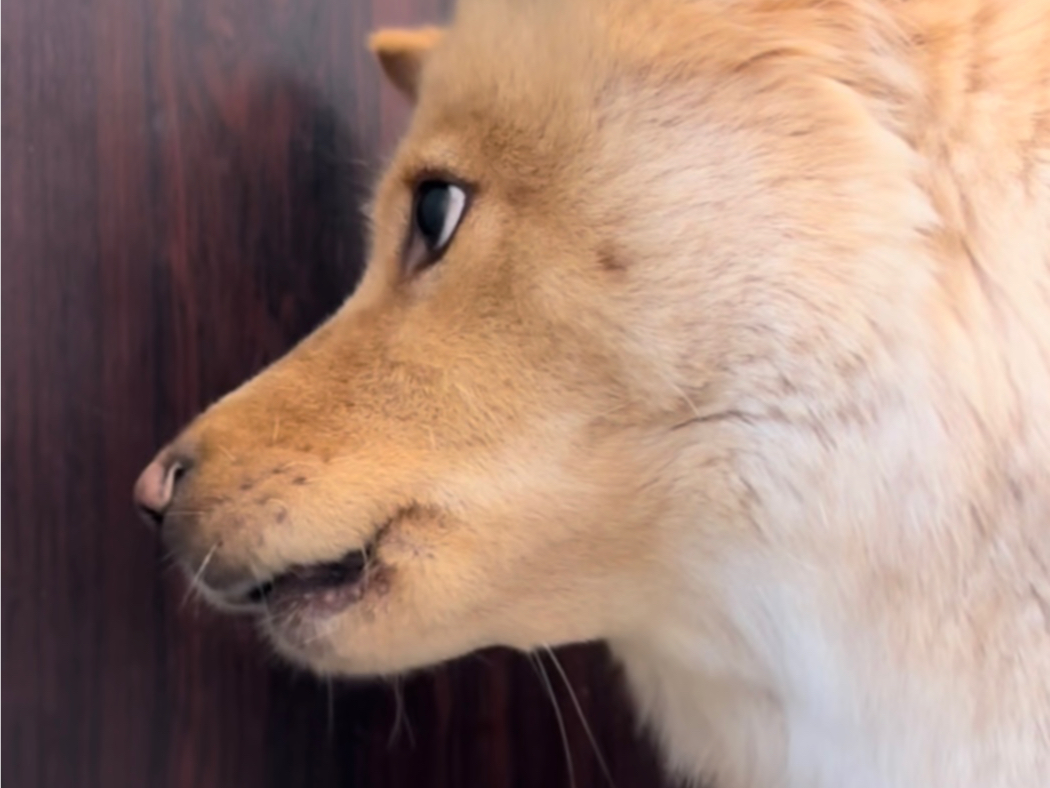 Chinese Village Dog: The Guard Dog That Suits Chinese Babies’ Physiques ...