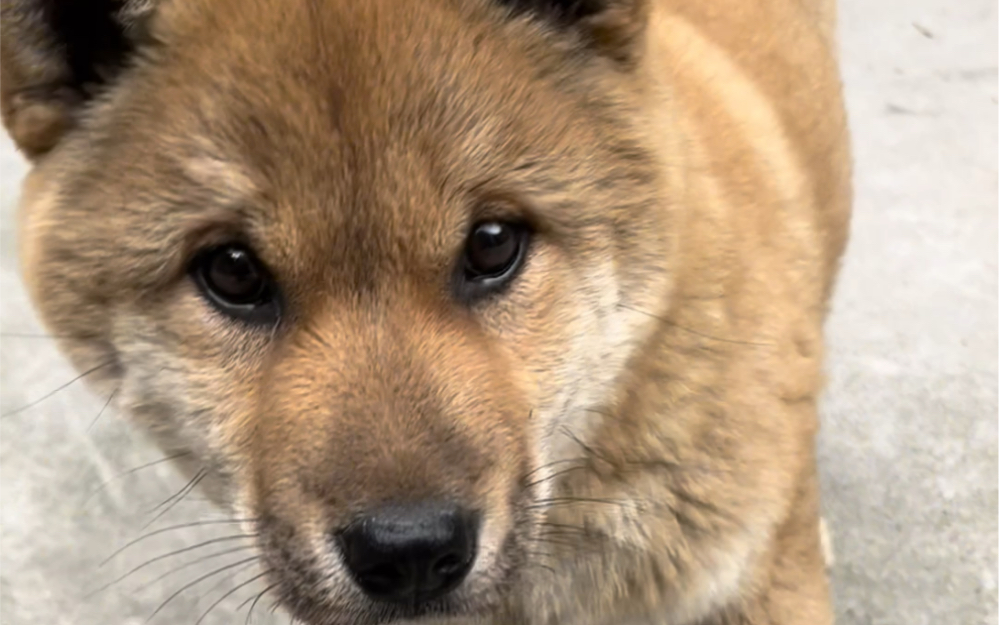 Anjing kampung masa kecil: Materi kamu rawat, jiwa dia yang rawat kamu ...