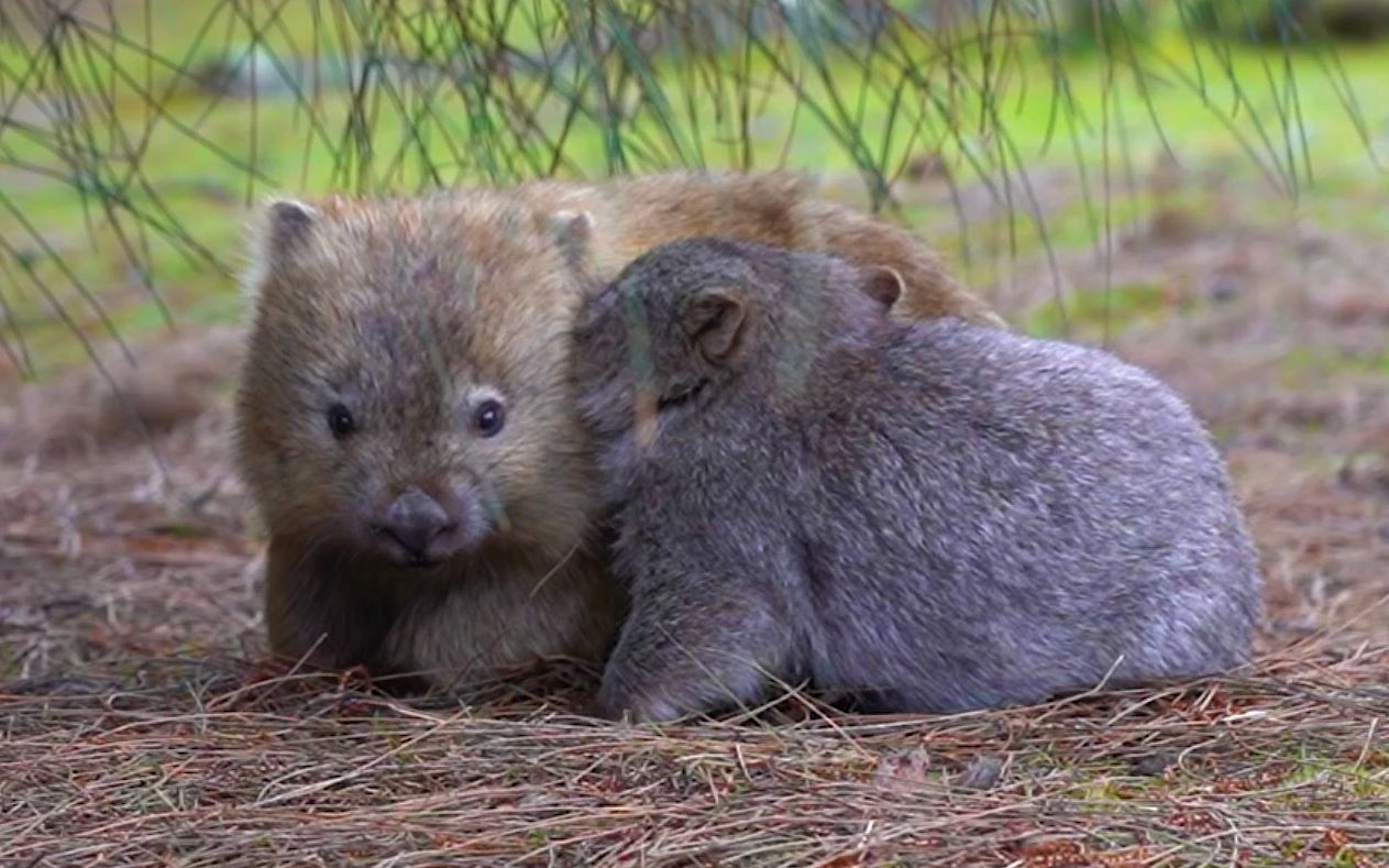 Wombat Baby: Mom, it looks like we’re about to hit Bilibili! - BiliBili