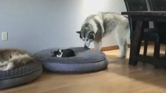 When you get home way too late... - BiliBili