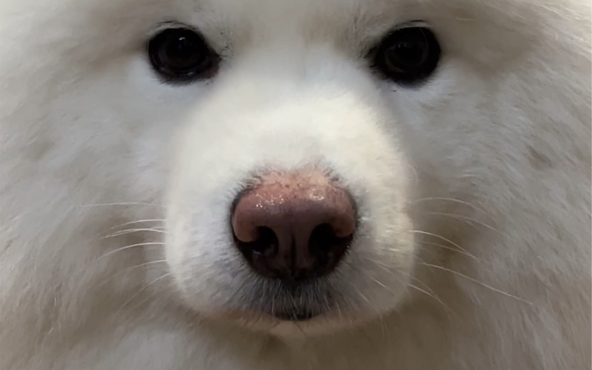 Chú cún yêu hôn hít - BiliBili