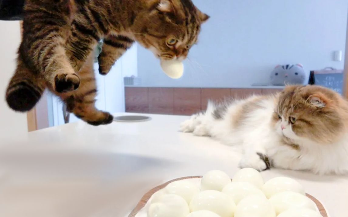 Boiling eggs and steaming sweet potatoes for the kitties—Lulu’s back to ...