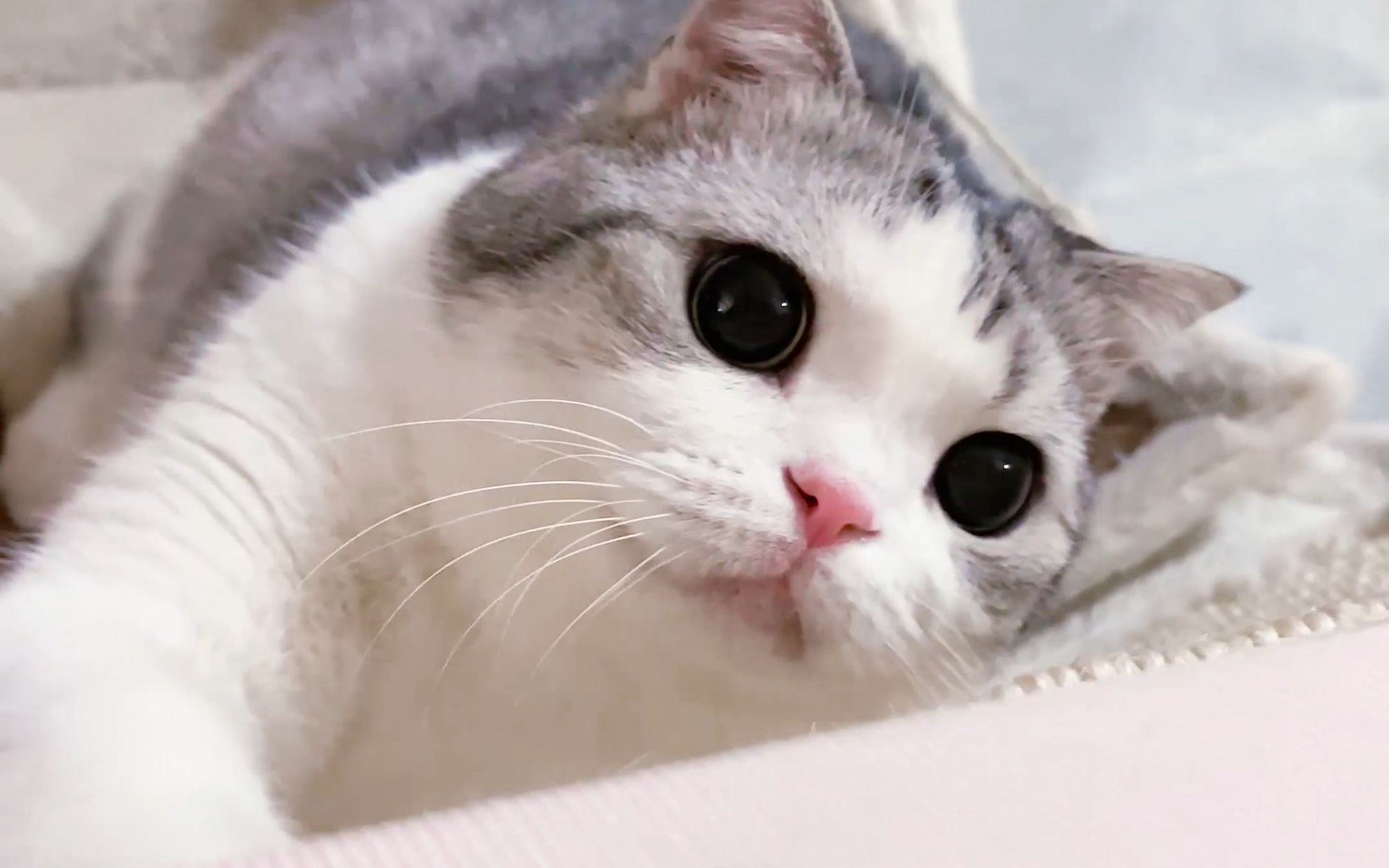 My little kitty came to this house just to do three things: be adorable ...