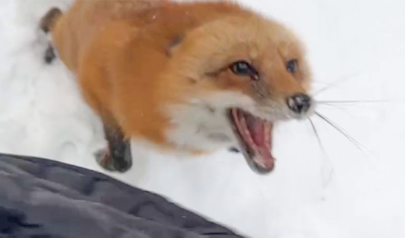 Fox: You actually called me “good”? Fine then—I’ll give you a little ...