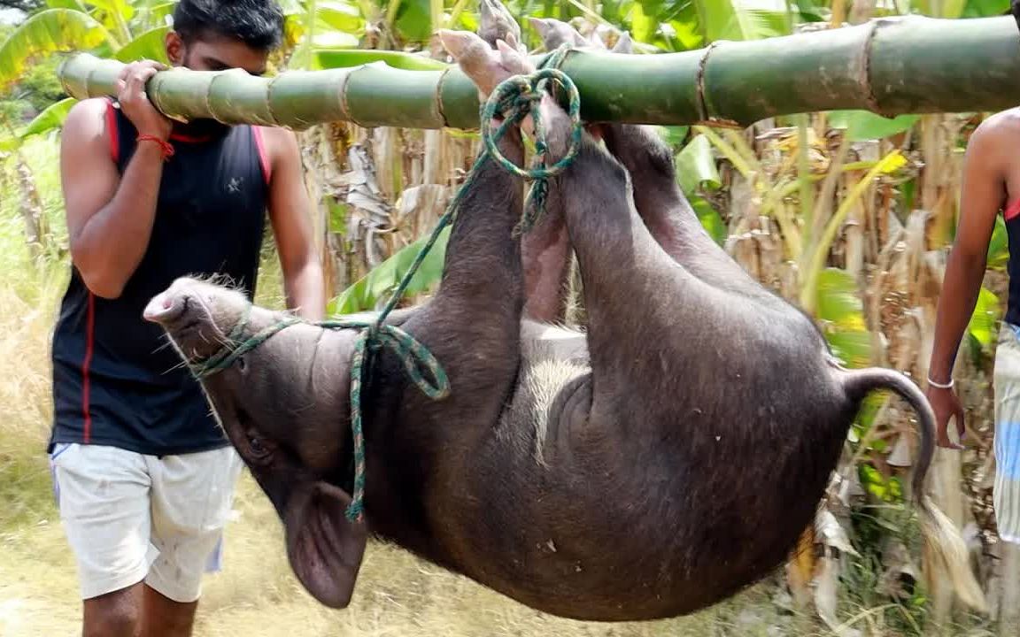 Wild boars are running rampant overseas! Hunter x Hunter goes on a ...