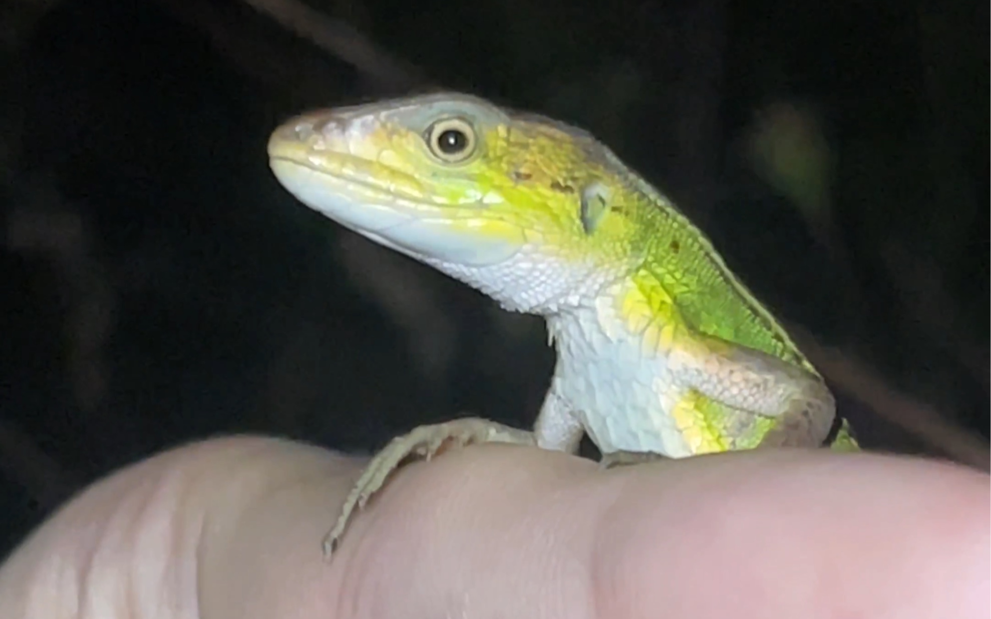 [Lin Yan] Today’s All About Green-Toned Species! - BiliBili