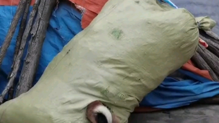 Chủ nhân dùng hộp giấy làm ổ cho chó, nhưng chú chó chê không thèm dùng ...