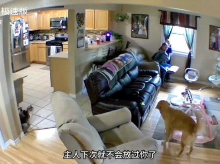 A Cute Compilation of Cat Lovers - BiliBili