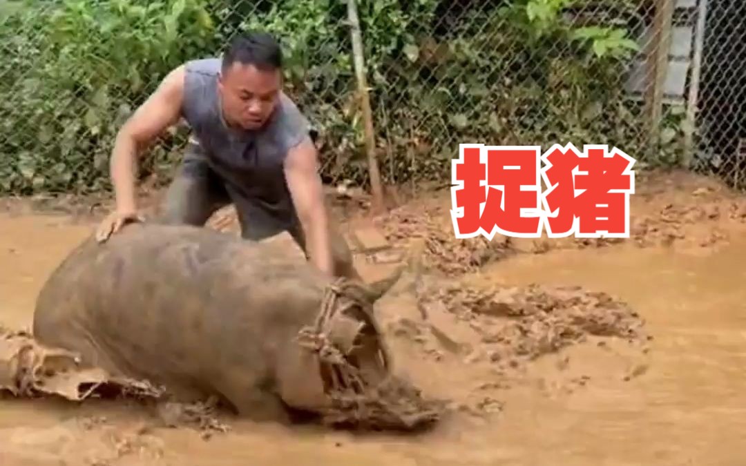 One pig, two bears, three tigers—stay out of their way! - BiliBili